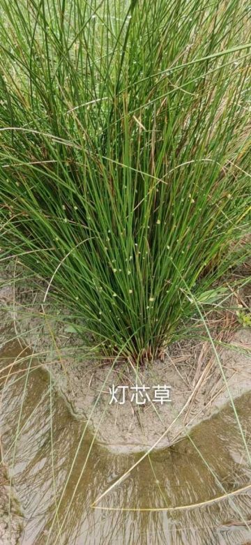 高60cm灯芯草_灯芯草_灯芯草价格_杭州萧山佳颖园艺场_苗青青_青青花木网